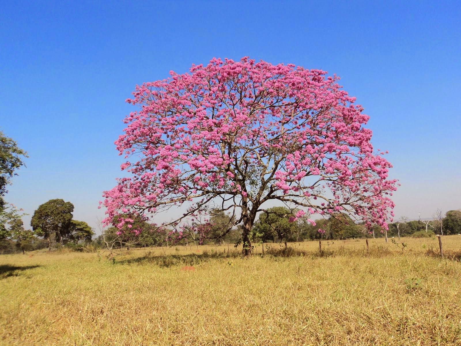 Cerrado: Ecossistema Brasileiro: Cerrado