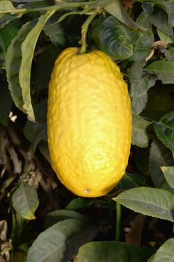 Herbs-Treat and Taste: CITRON ( CITRUS MEDICA) - AMAZING FRUIT: HEALTH ...