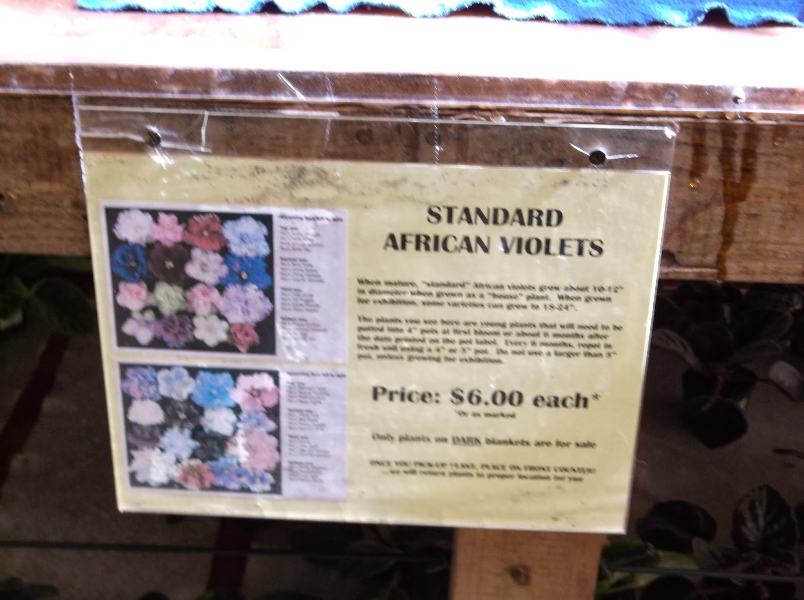 New York State of Mind: THE VIOLET BARN AFRICAN VIOLETS