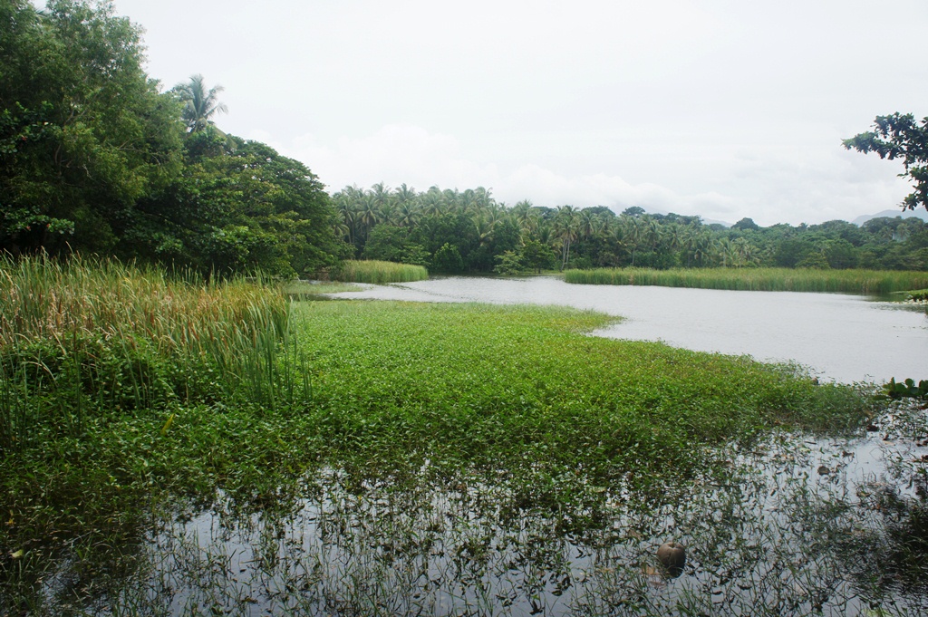 OUR PHILIPPINE TREES: The Surprise Wetland!