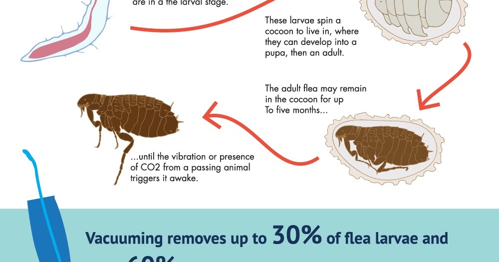 What Are Fleas? | Animalix - Magazine
