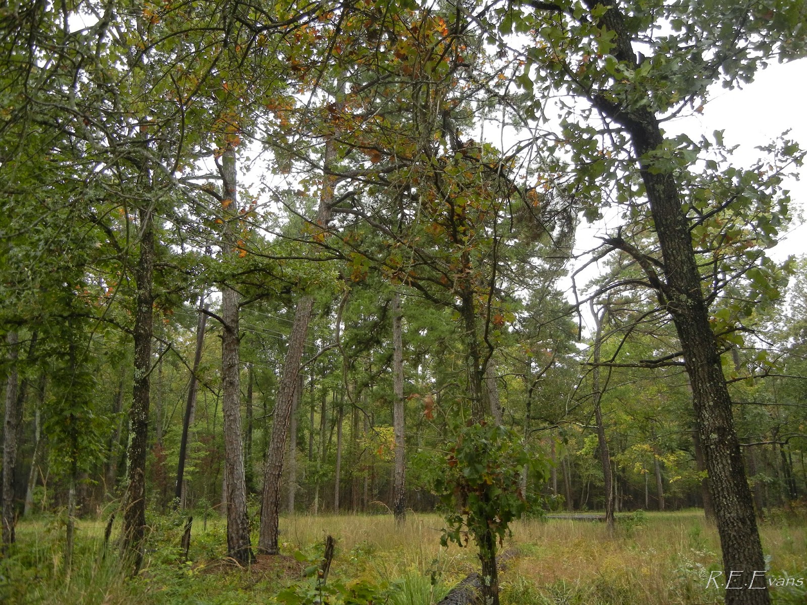 NC Plant Conservation & Beyond: Shortleaf Pine (Pinus echinata ...