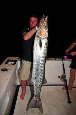 Big Fishes of the World: BARRACUDA GREAT page 2