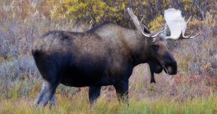 ALCE (Alces alces) | Klima Naturali™