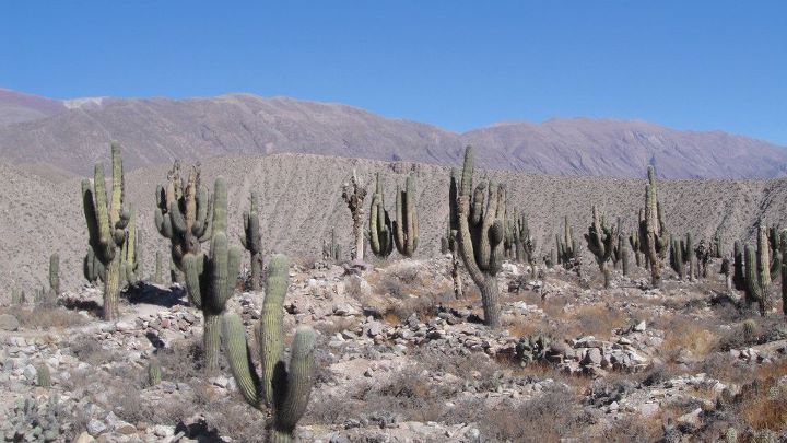 NOROESTE ARGENTINO: noviembre 2011