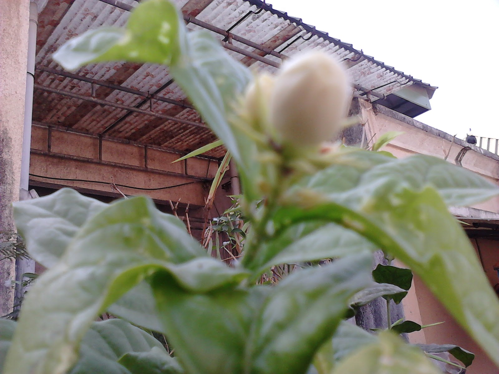 Garden Care Simplified: Mogra Plant Fragrant White Blooms on Plant Care ...