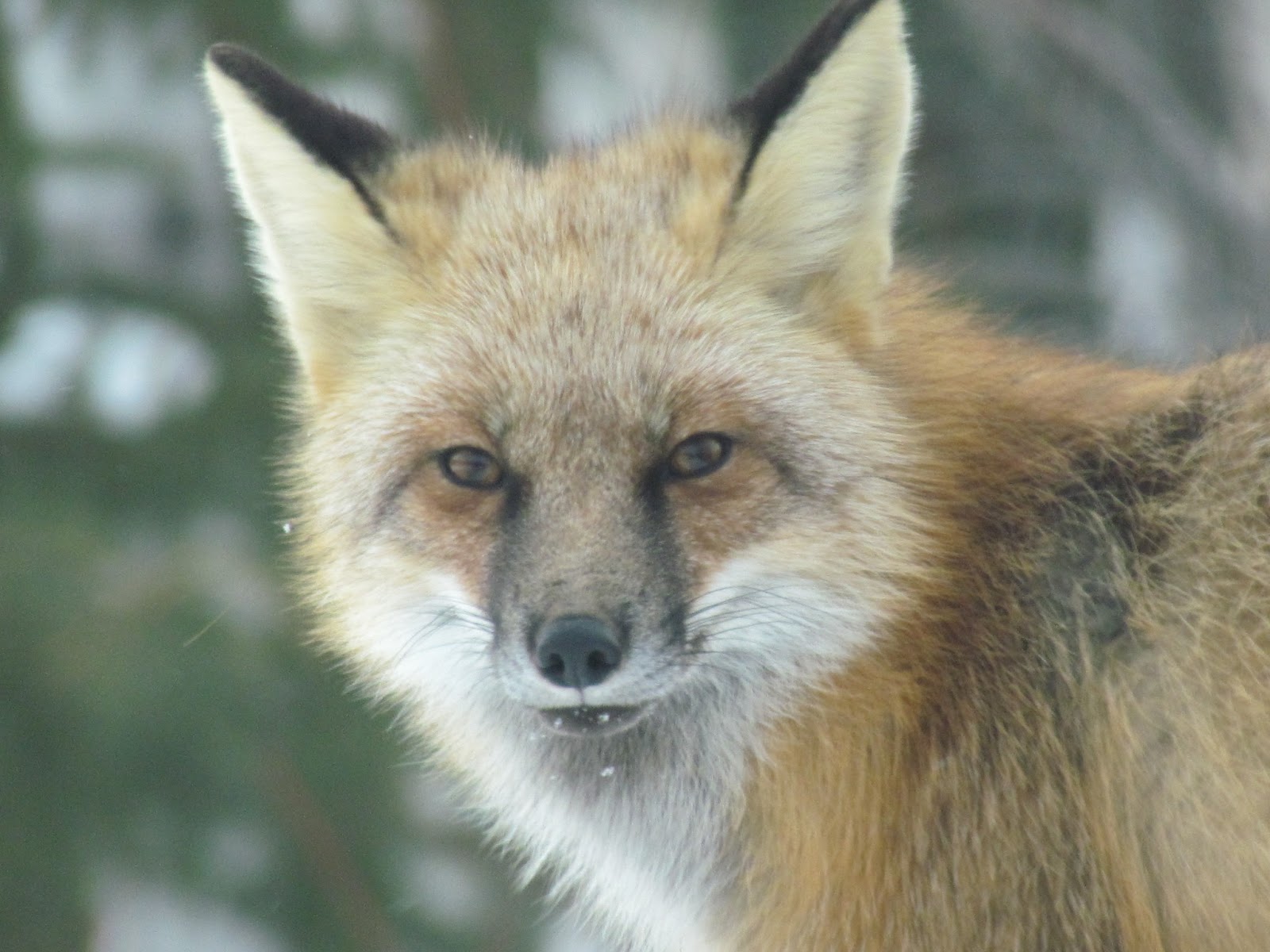 Primarily pets: Seen in northern Ontario