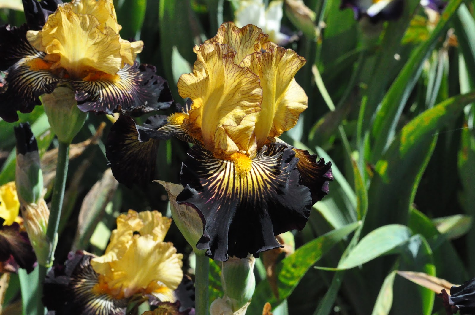 World of Irises: California Dreaming 4--Superstition Iris Garden