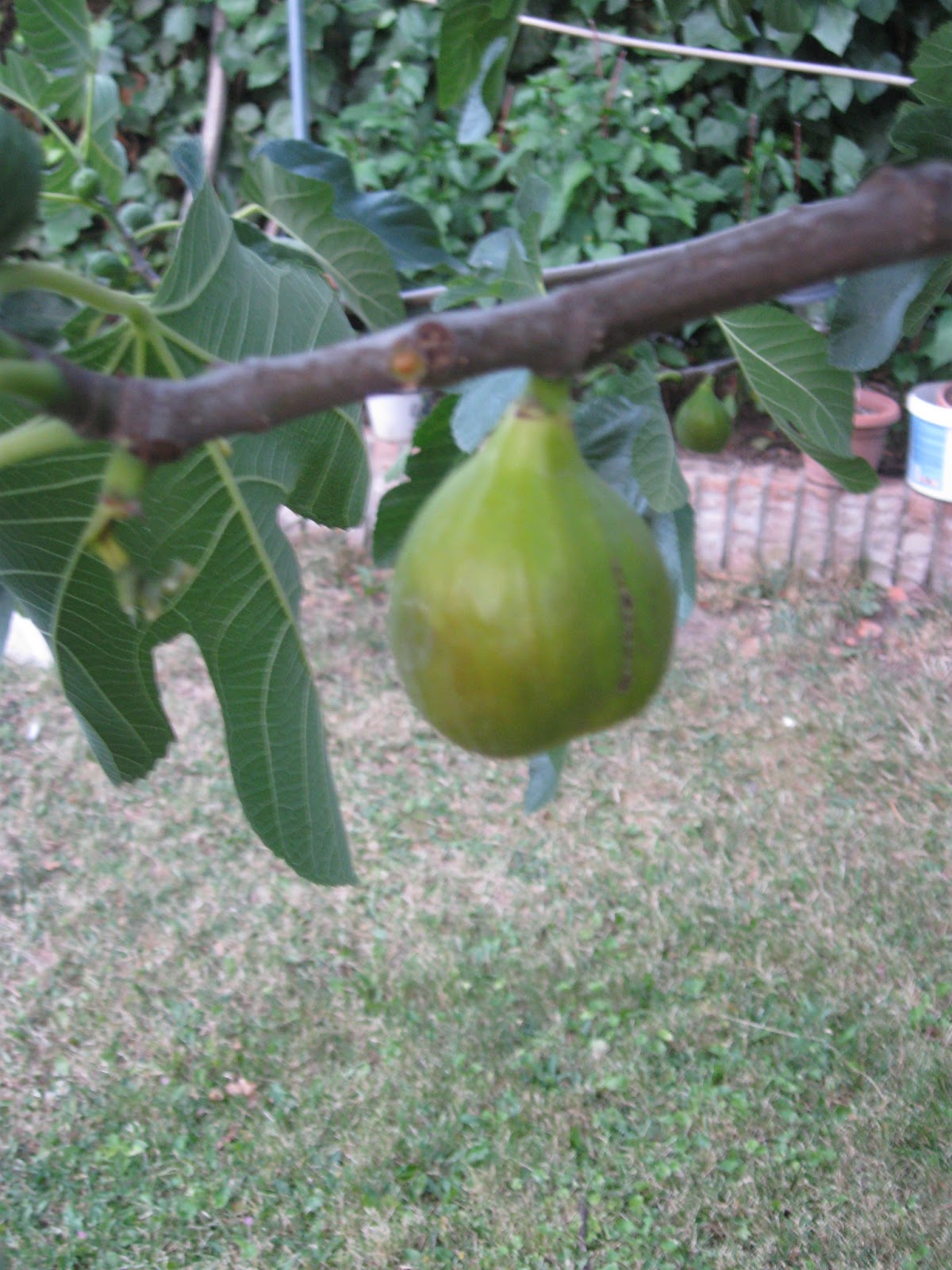 My Alcalá Adventure: Higueras (Fig Trees)
