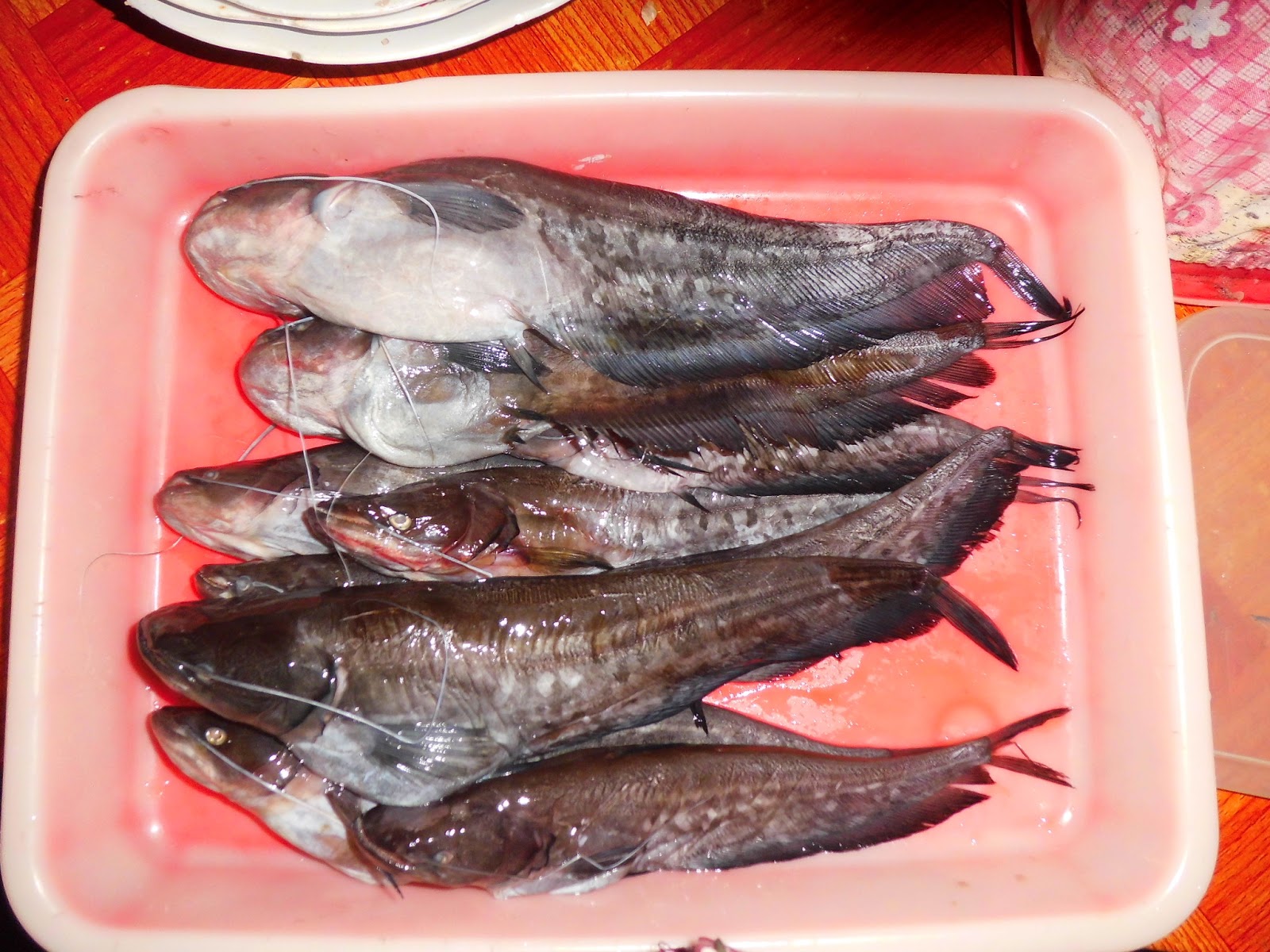 Qemala: ikan tapah