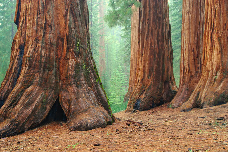 A LIÇÃO E A MENSAGEM DA SEQUOIA.