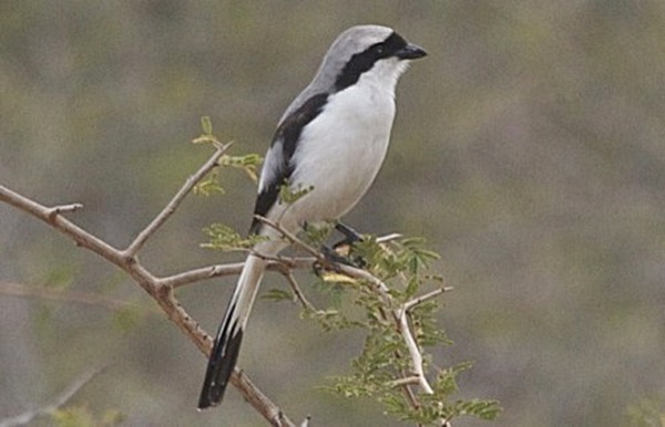Jenis Burung Cendet - Ocehan Kenari