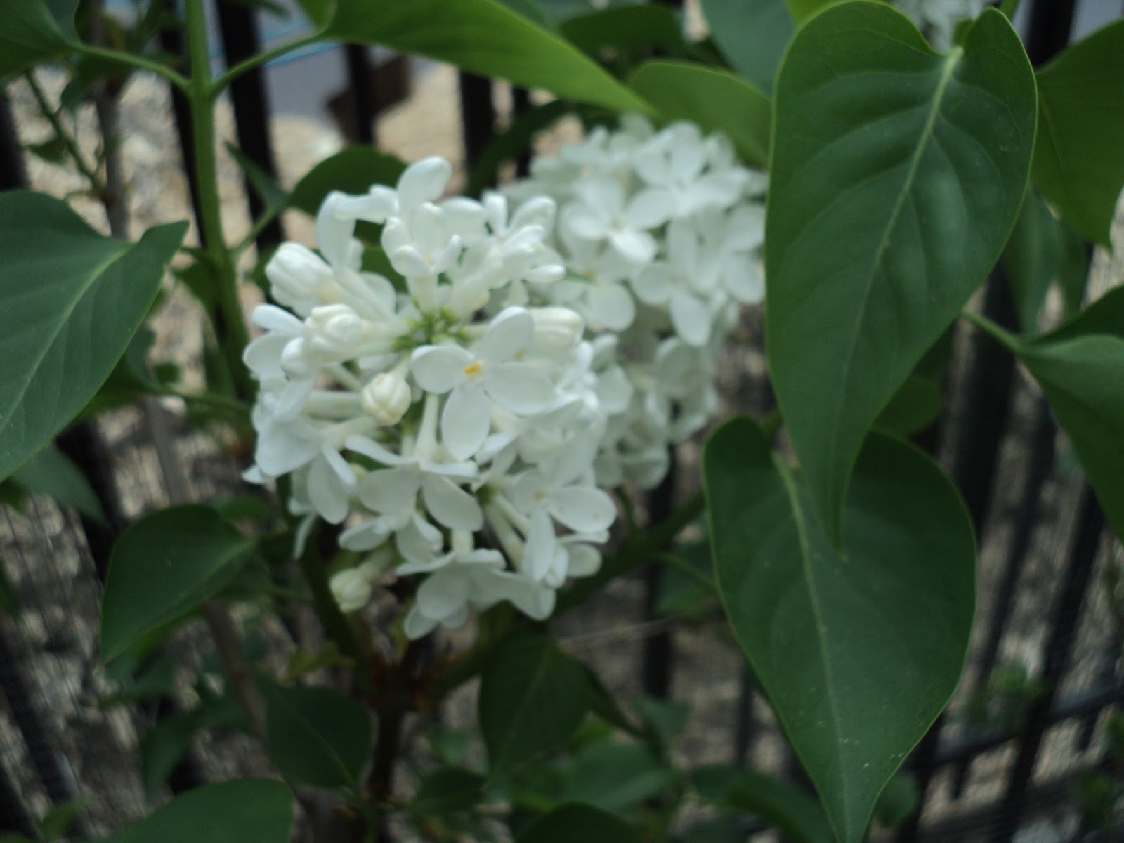 PE GINDURI: INFLORESC GRADINILE...