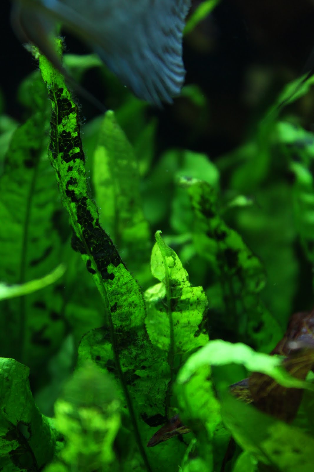 Random Photography: Problems with Java Fern... Please HELP