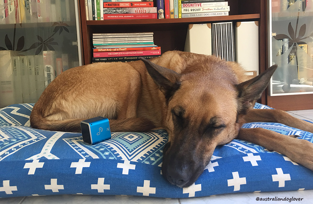 Pet Acoustics Pet Tunes Speaker for Dogs | Australian Dog Lover