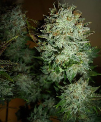 grape ape seeds usa,grand daddy purple feminized seeds usa