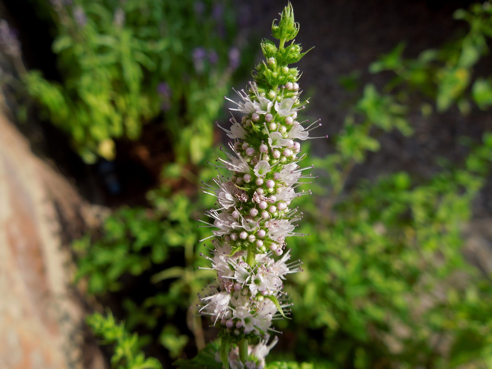 Flor de HIERBABUENA - BOTÀNIC SERRAT