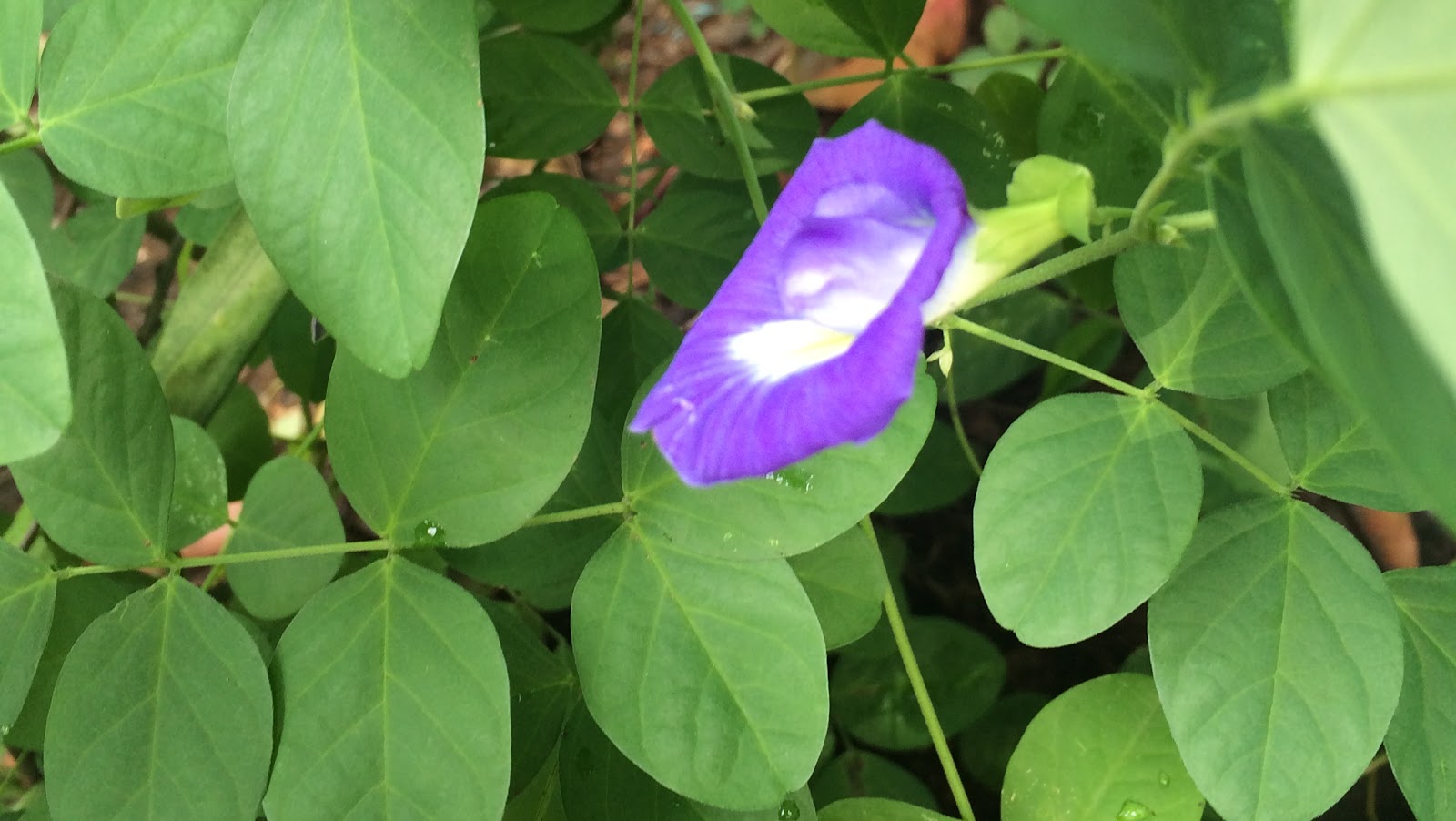 Manfaat Bunga Celeng-Teleng-kembang biru ~ Cintapohonku