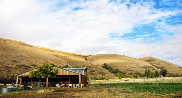 Shamim Parvej: A Drive Through Southeast Washington's Wine Country