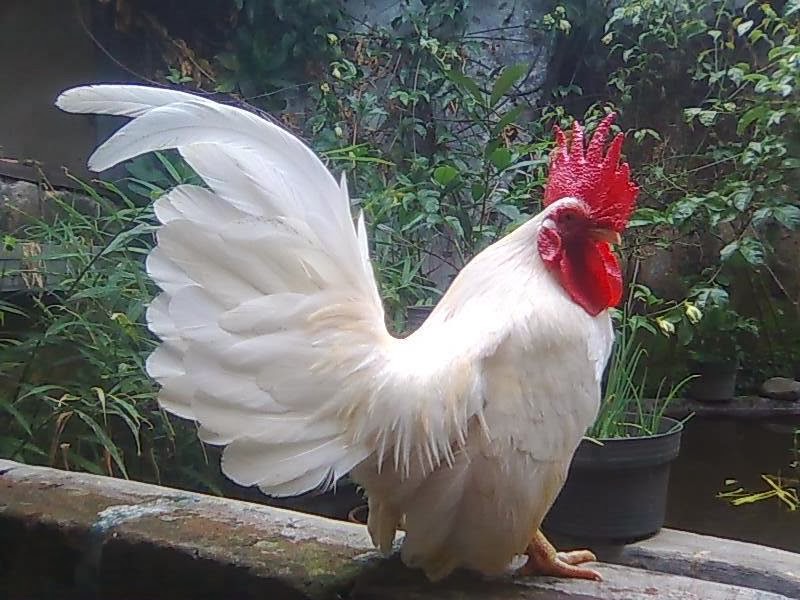 Ayam Kate Asli: Jual Ayam Kate Asli