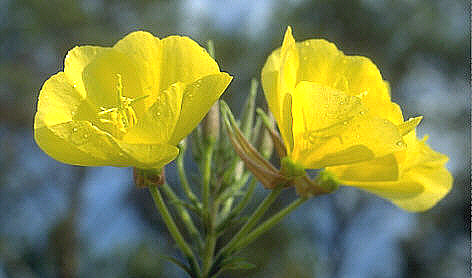 Terra Nostra: ONAGRA - Oenothera biennis