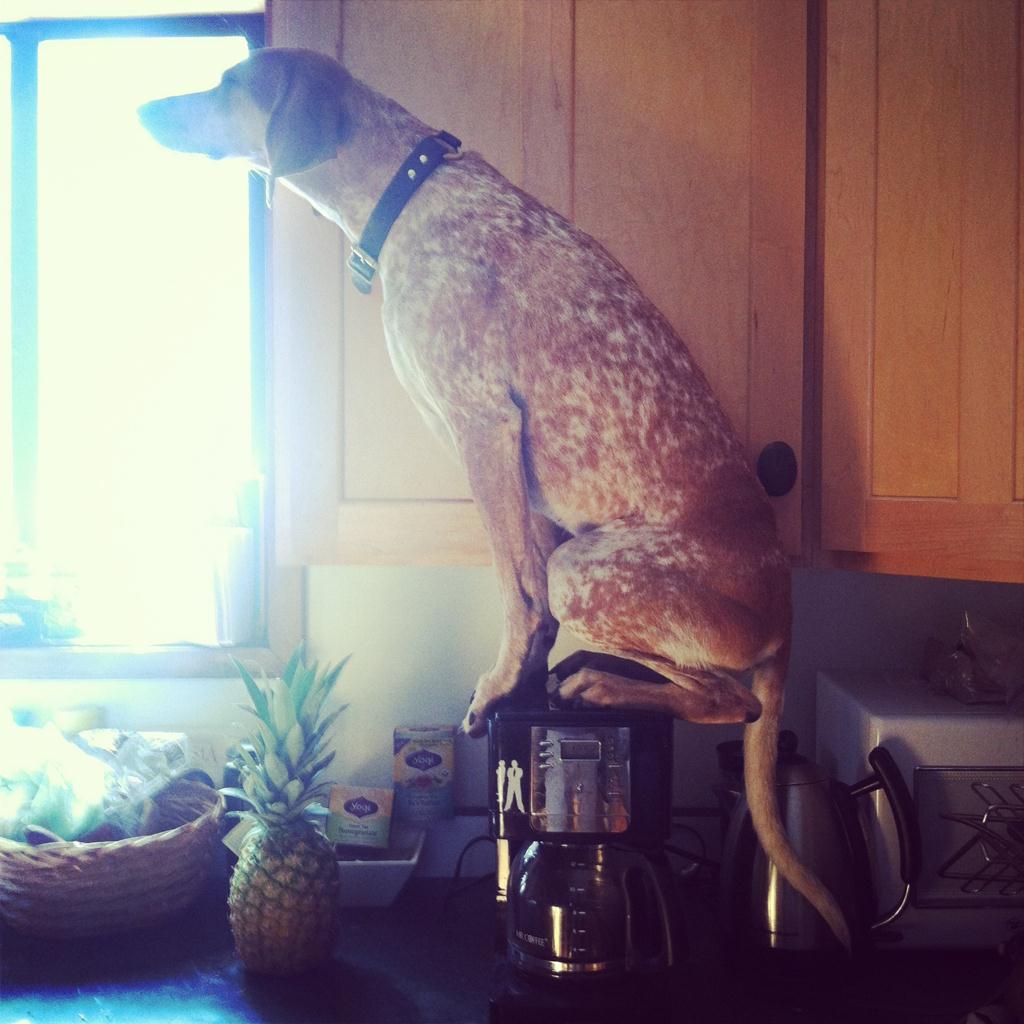 Maddie the Coonhound standing on things (35 pics) | Amazing Creatures