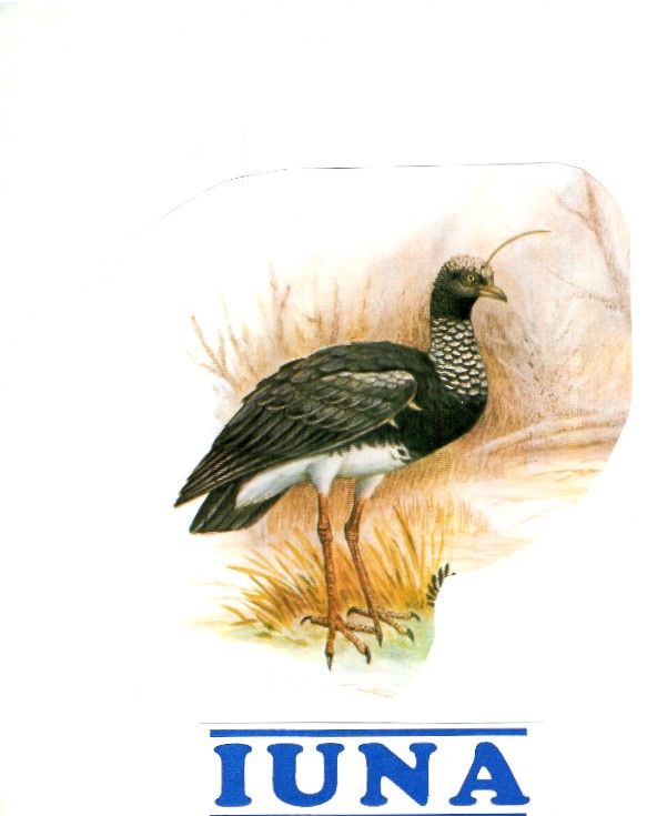 O Bom Capoeira é feito de fundamentos... : IÚNA