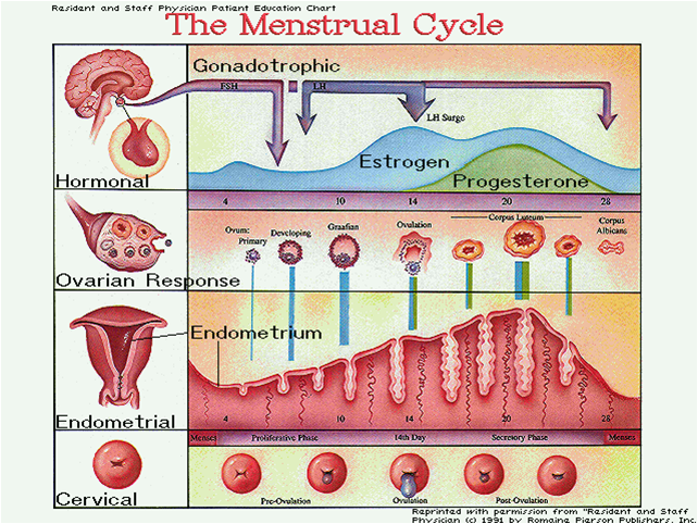 Keperawatan Sistem Reproduksi I: KELOMPOK 3 FISIOLOGI HAID