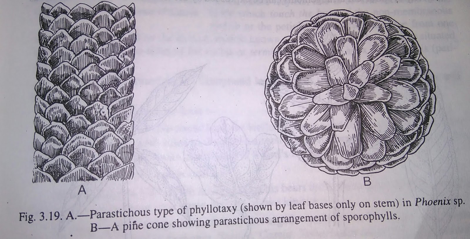 Leaf: spiral phyllotaxy and its kinds-digieduco