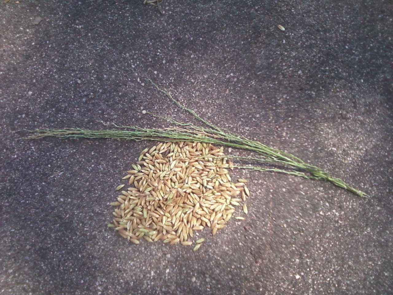 Health Benefits of Brown Rice | Innovative farming solutions