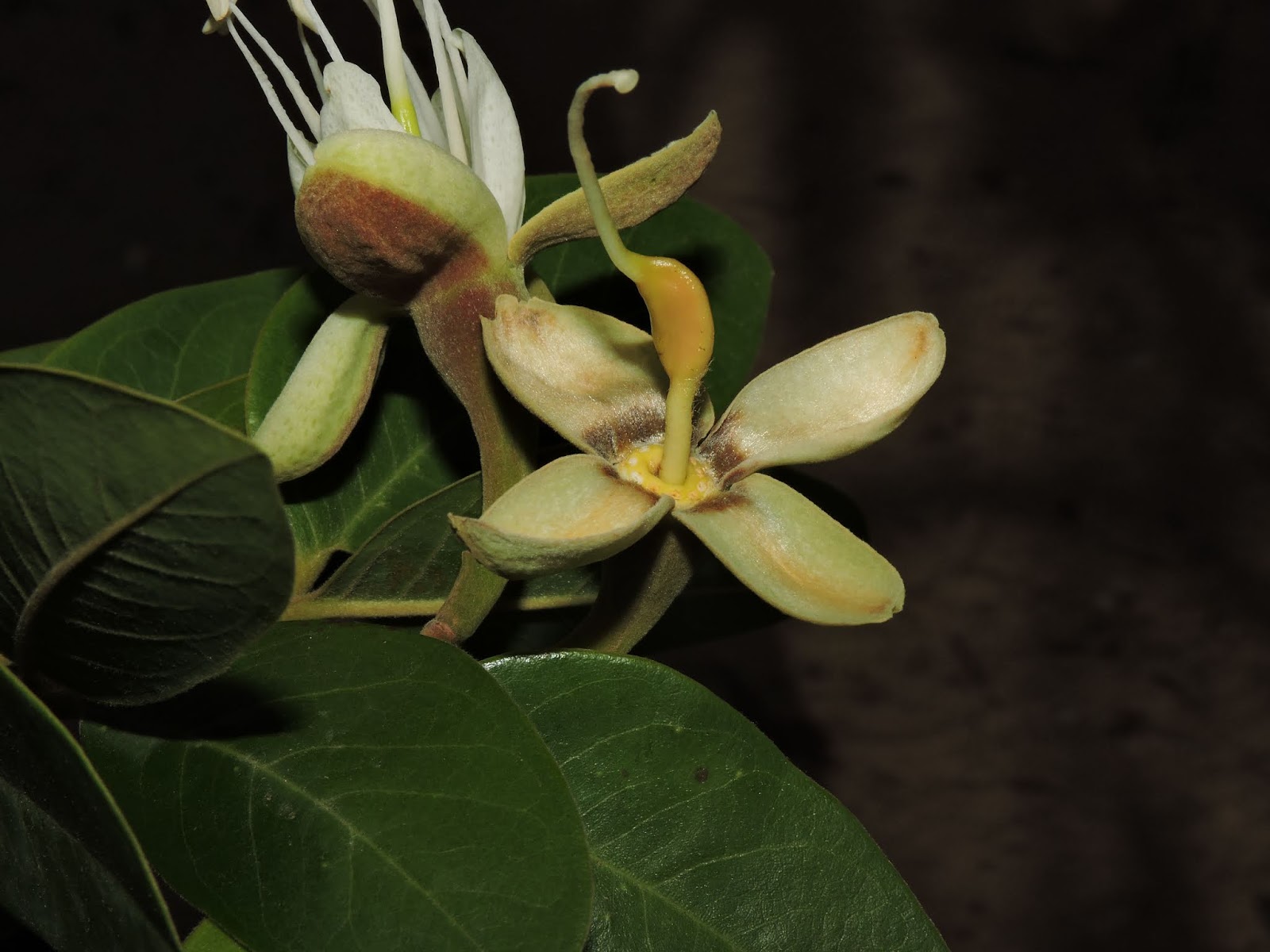 Fabaceae - Leguminosae no Brasil: Hymenaea