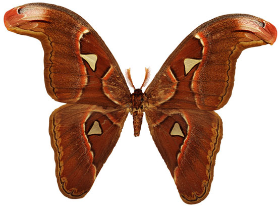 M@riposas: Mariposas Nocturnas