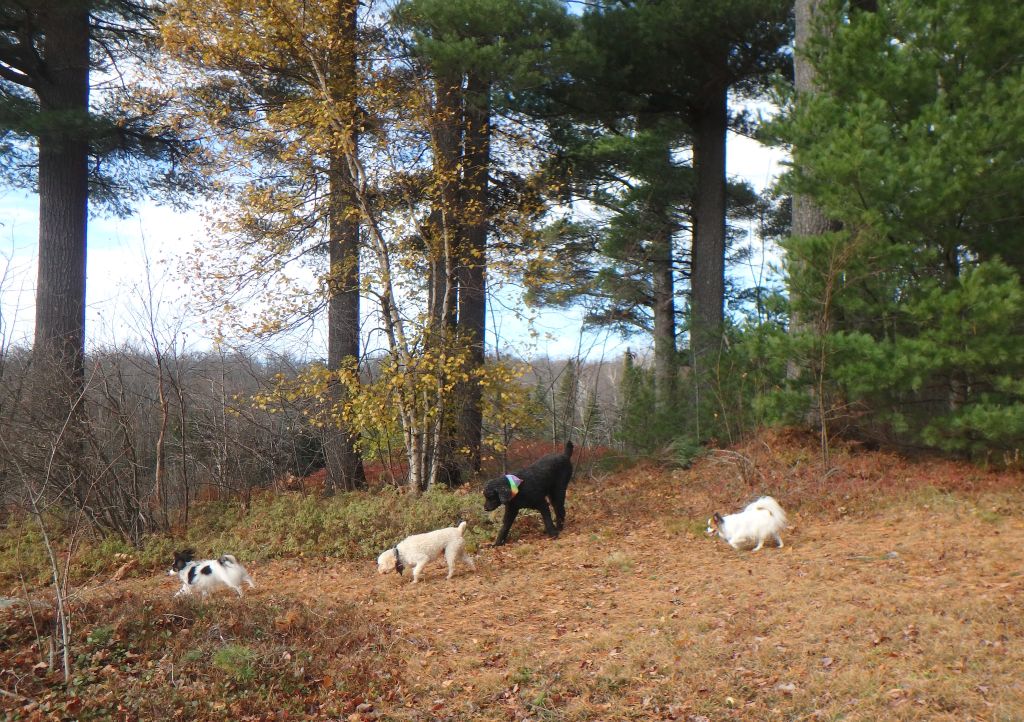 Windswept Adventure: Adventure To Debar Pond Lodge - Part 2