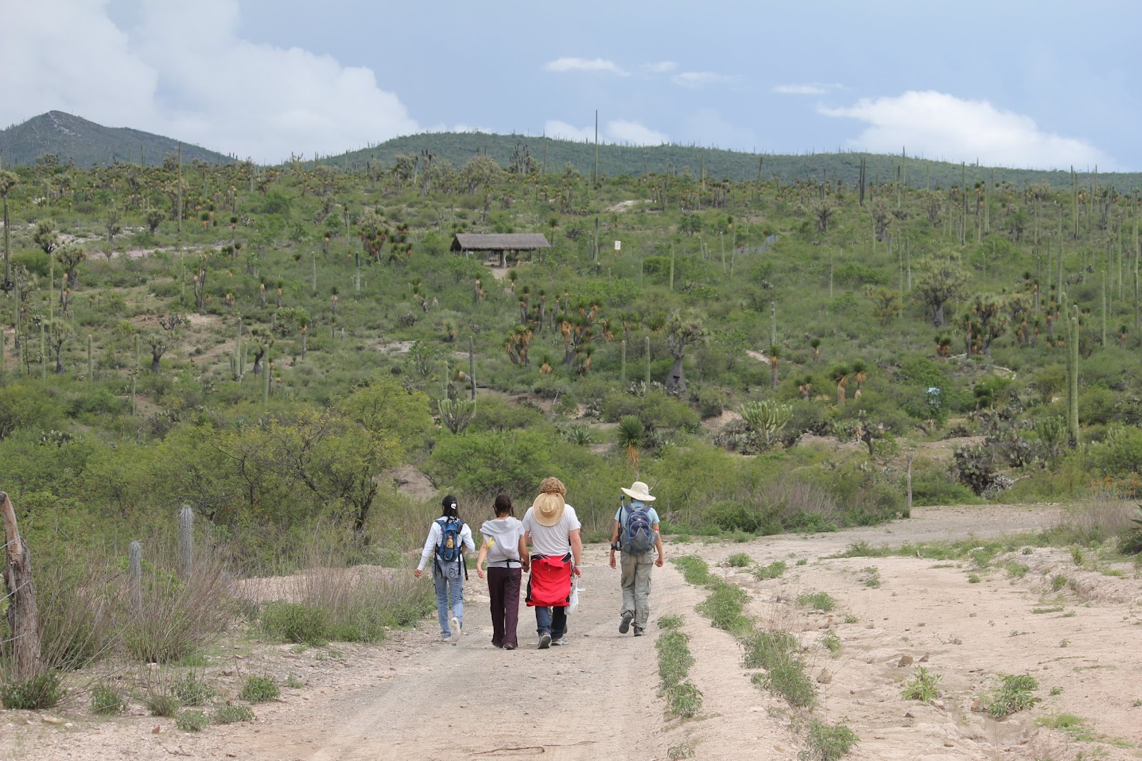 Club de Observadores de Aves de Puebla (COAP): 14 y 15 de julio, 2012 ...