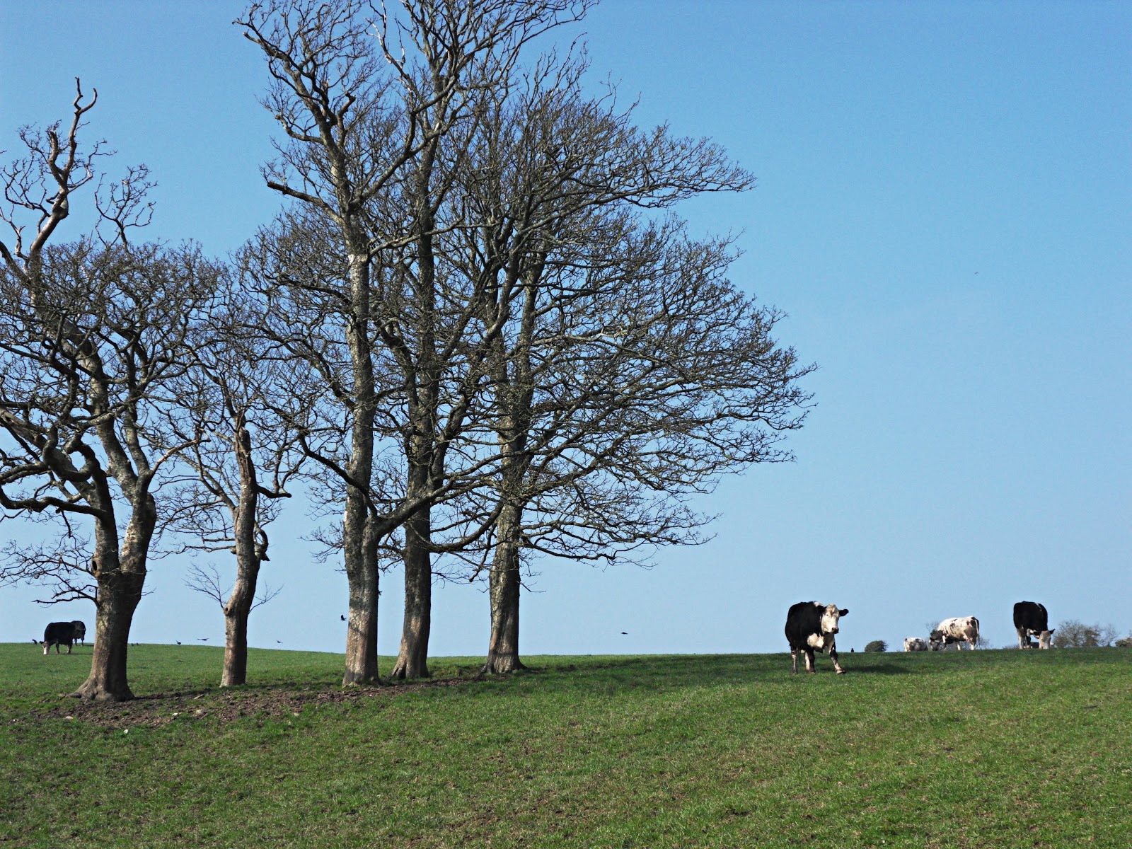 Mike's Cornwall: The Wonderful Coastline At Menabilly - Daphne du ...