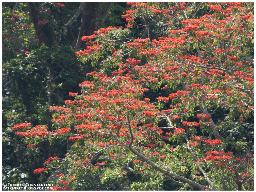 breathing space: bataan birding continues
