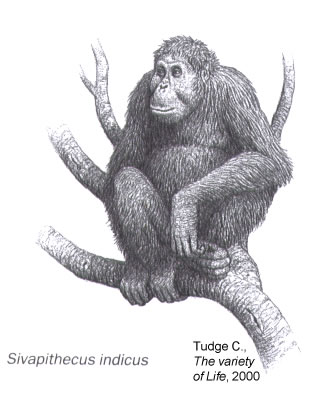 Escenarios prehistóricos: Sivapithecus