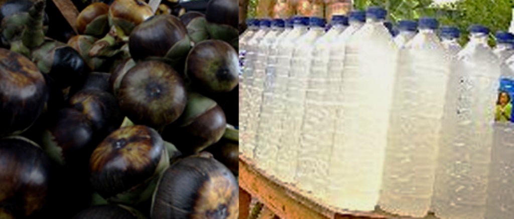 Manfaat dan Khasiat Minuman Legen Untuk Kesehatan Tubuh Khususnya Ginjal