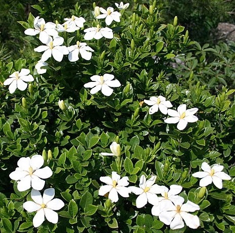 Jom Tanam Bunga: Bunga Cina