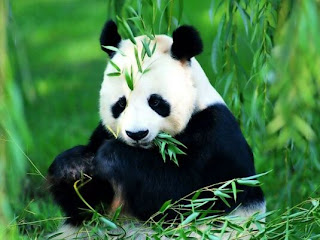 PANDA RESİMLERİ-Manzaralar