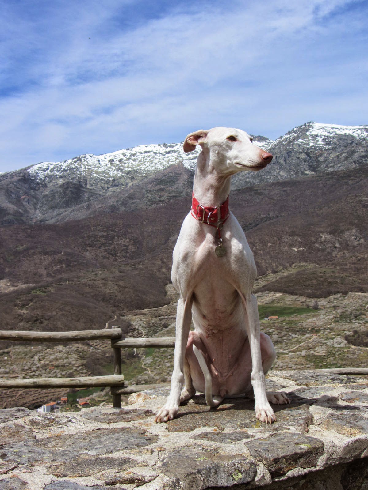 Todo Sobre Perros: Galgo español