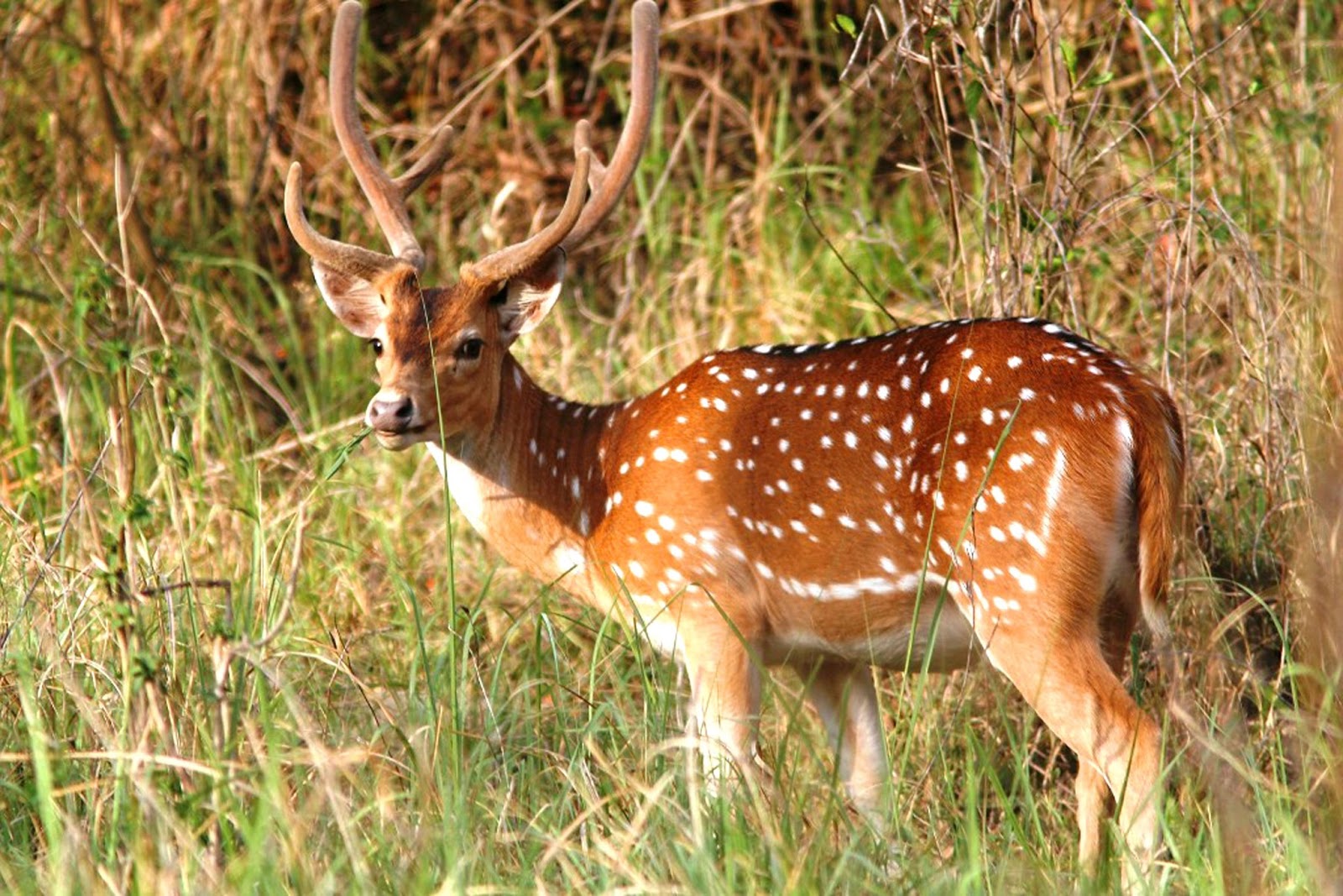 Sri Lankan Chital Deer - Enchanter Of Island