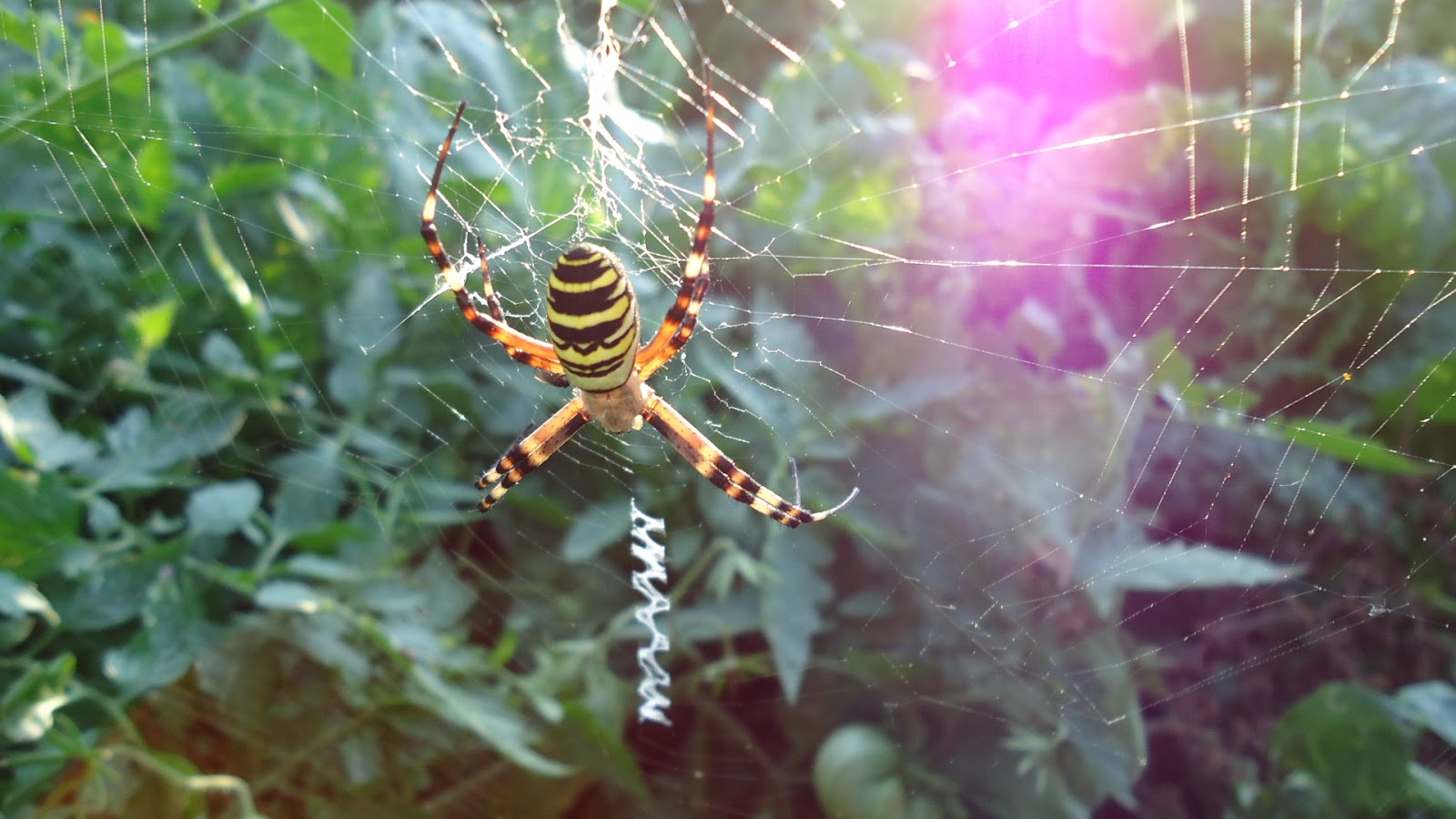 Domači vrt: avgust 2015