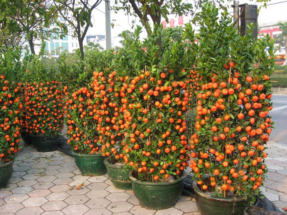 How to Grow Tangerines - Kilimo Hai