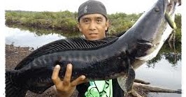Gambar Ikan Toman : ikan gabus terbesar / Ikan gabus langka golden ...