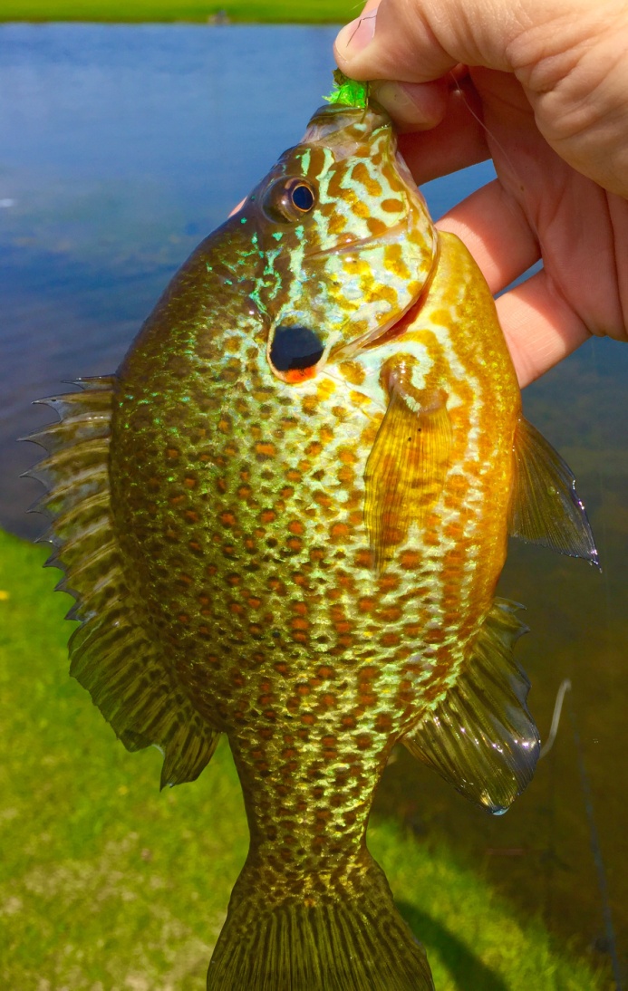FishnDave: 33 Iowa Species on Fly Rod