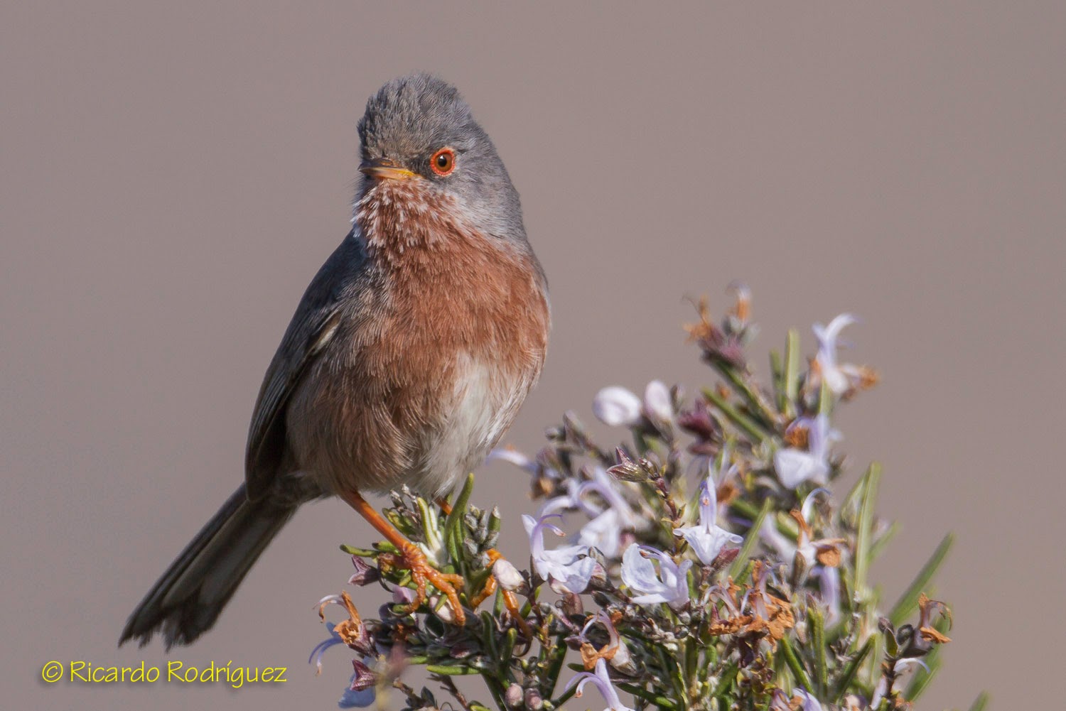 Aves Ricardo Rodriguez: Curruca rabilarga (Sylvia undata)