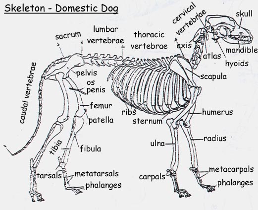 The structure of animal bones, Osteology, Skeleton, studying bones ...