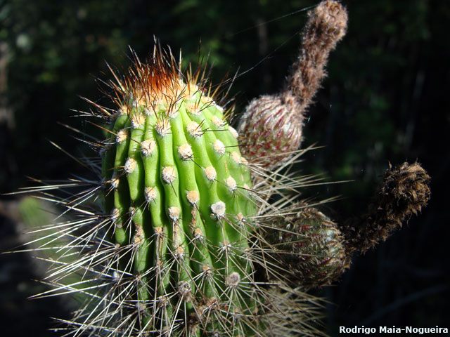 Caatinga: A Flora