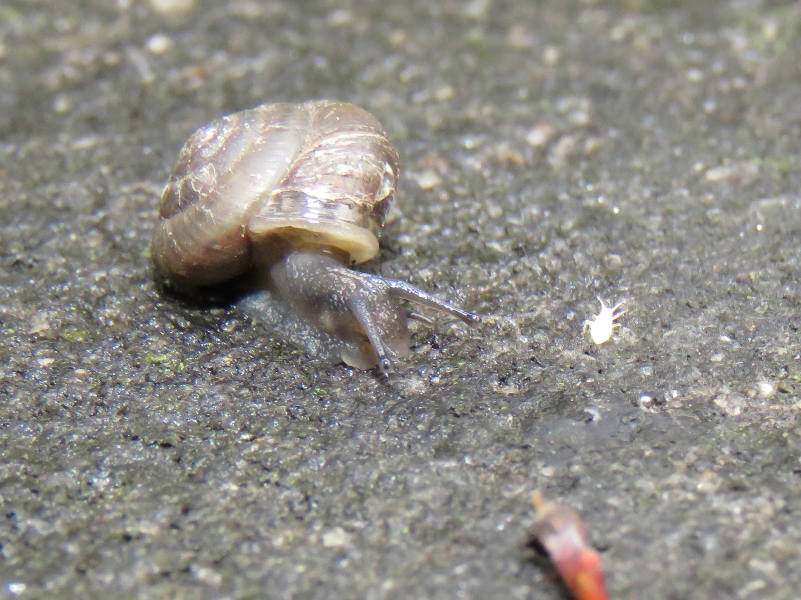 BugBlog: A snail safari